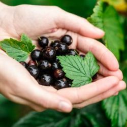 Faire pousser ses propres fruits rouges : astuces et erreurs à éviter