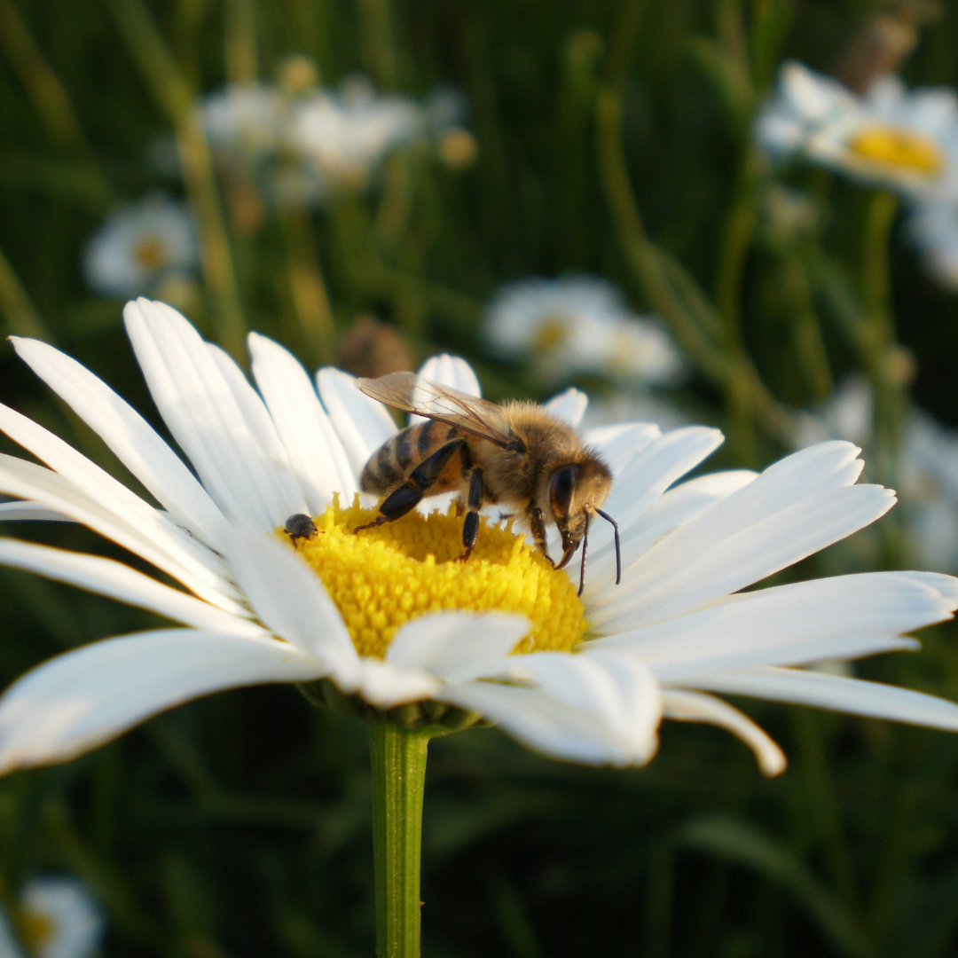 Les plantes mellifères à planter en fin d’été pour attirer les abeilles ...